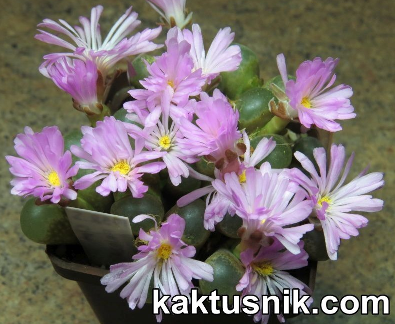 Conophytum praesectum -Houmoed- 15 seeds – Kaktusnik