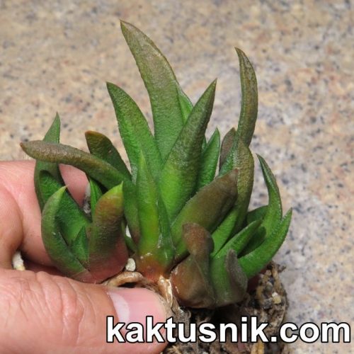 Haworthia scabra v. morisae -Koos Raubenheimer Dam- – Kaktusnik